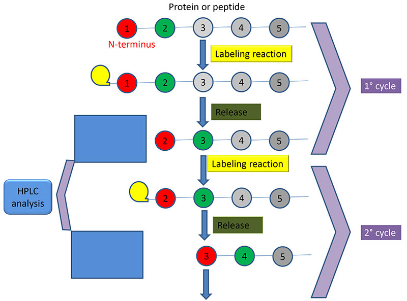 Protein/peptide sequencing - IBBR-CNR